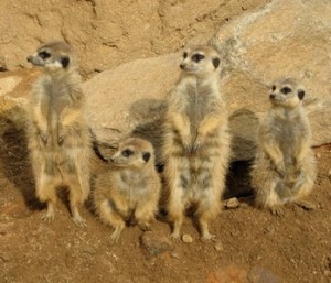 AUSTRALIA - Surikata vlnkovaná